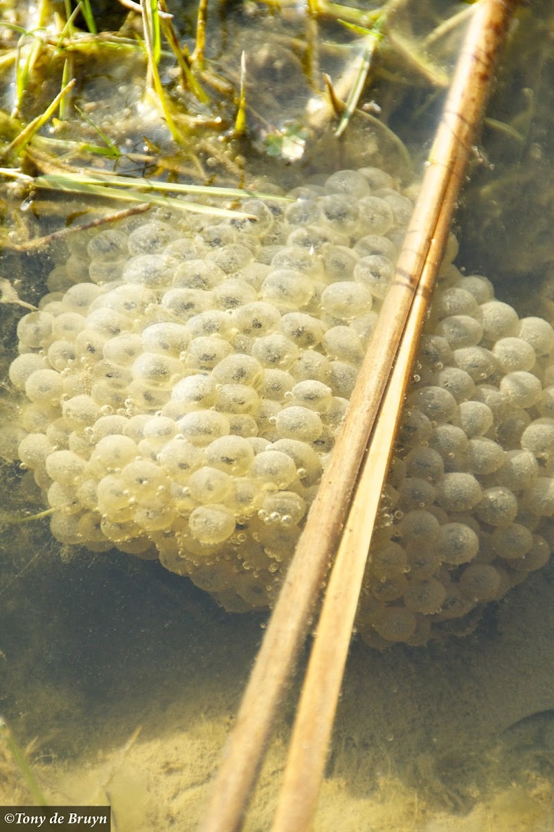 frogspawn | Project Noah