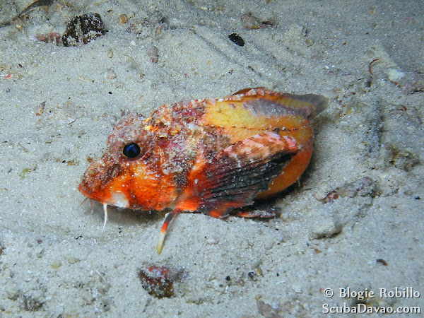 Painted Stingfish (juvenile) | Project Noah