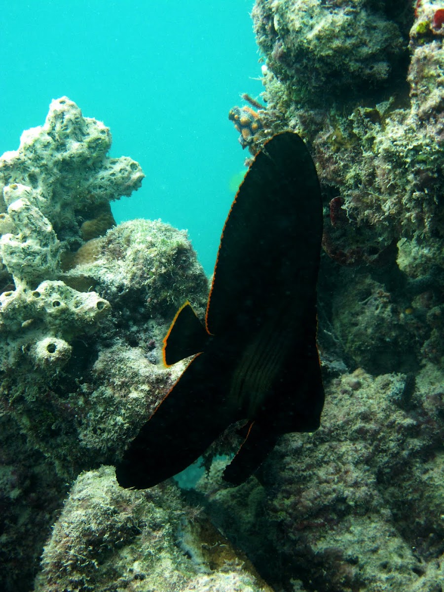 Juvenile batfish | Project Noah