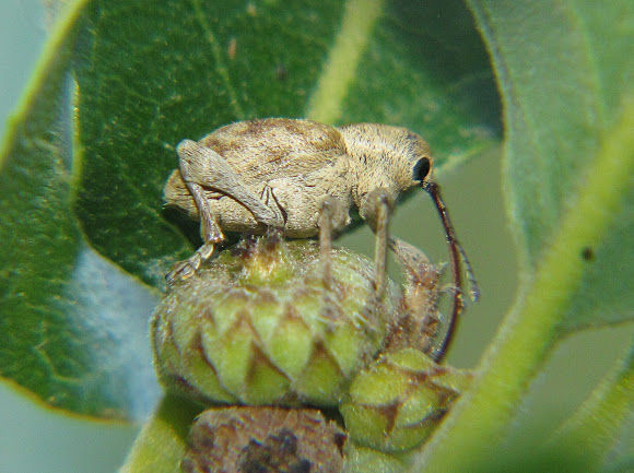Acorn Weevil | Project Noah