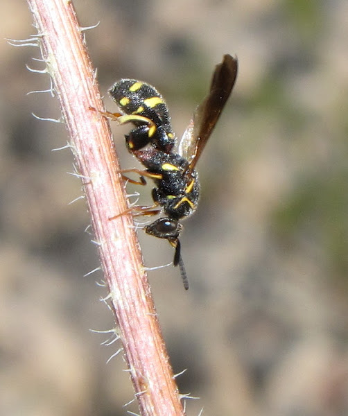 Leucospid wasp (male) | Project Noah