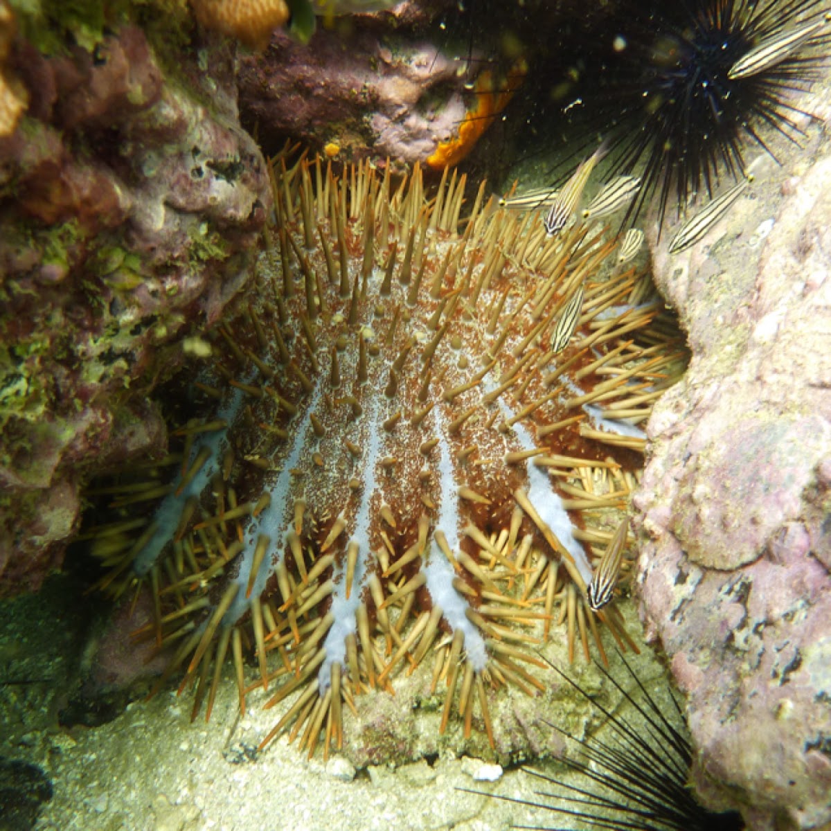 Crown-of-Thorns Starfish | Project Noah