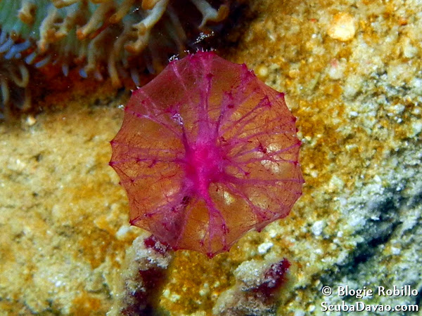 Puffball Sponge | Project Noah