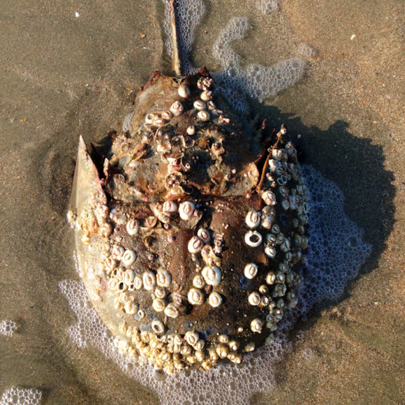 Atlantic Horseshoe Crab covered in barnacles | Project Noah