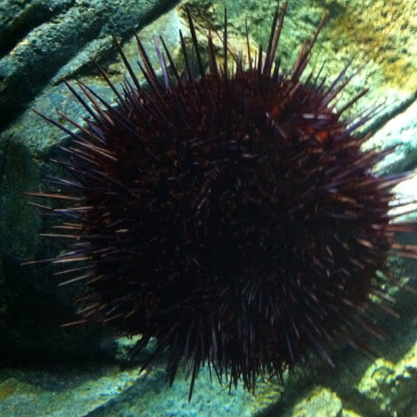 Sea Urchin. | Project Noah