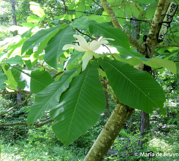Big-leaf magnolia | Project Noah