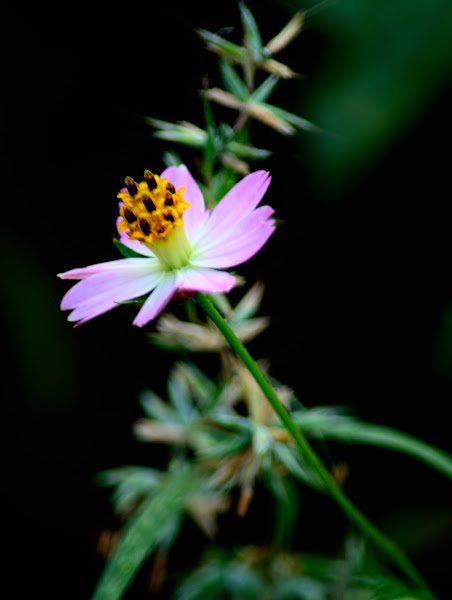 Wild Cosmos | Project Noah