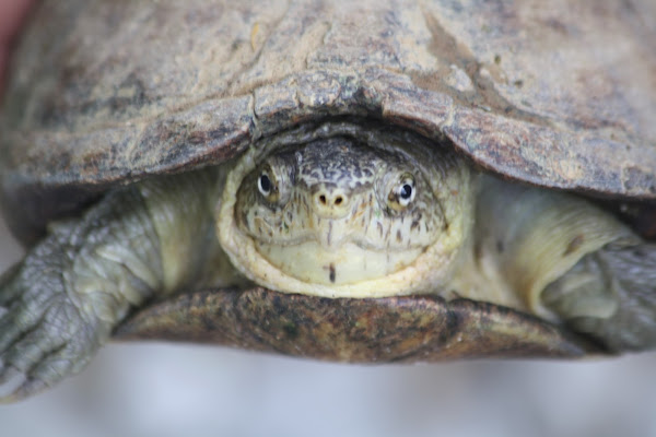 Tortuga de pantano, Mexican mud turtle | Project Noah