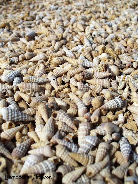 Horn Snail Shell | Project Noah