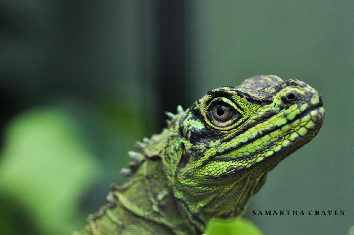 Philippine Sailfin Lizard | Project Noah