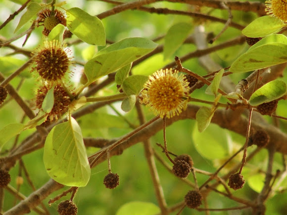 Cheesewood | Project Noah