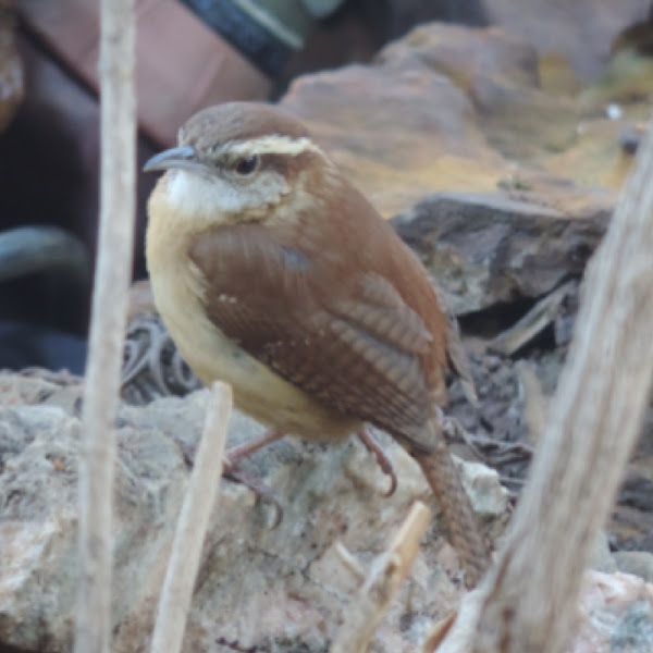 Carolina Wren | Project Noah