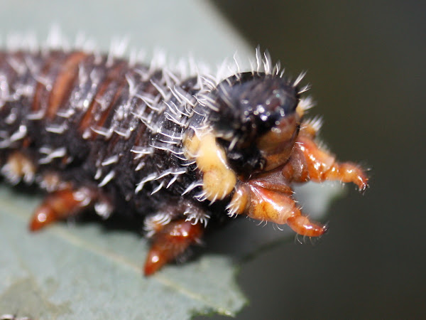 Spitfire caterpillar | Project Noah