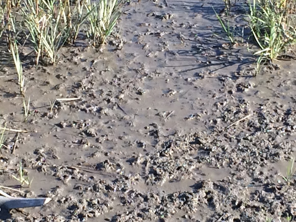 Sand Fiddler Crabs (burrows) | Project Noah