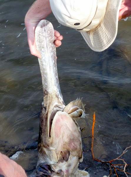 Mississippi (American) Paddlefish | Project Noah