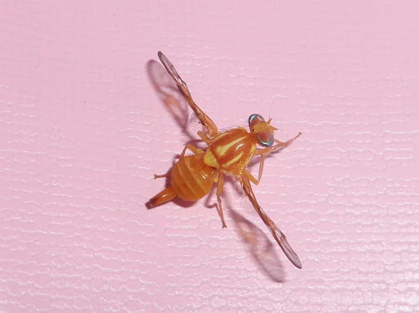 Fruit fly | Project Noah