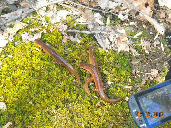 Northern Spring Salamander | Project Noah