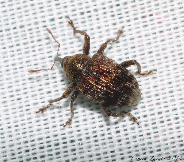 Jeweled Weevil | Project Noah