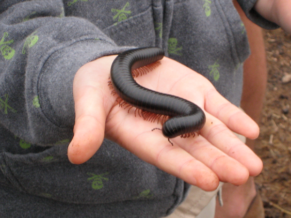 Shongololo (millipede) | Project Noah