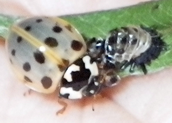 15-spotted Lady Beetle | Project Noah