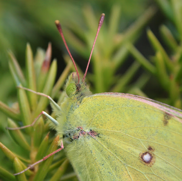 Clouded Sulpher | Project Noah