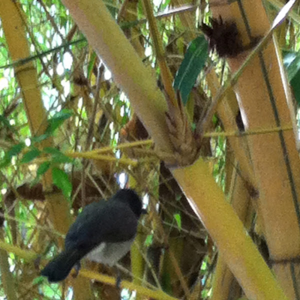 Common Bulbul | Project Noah