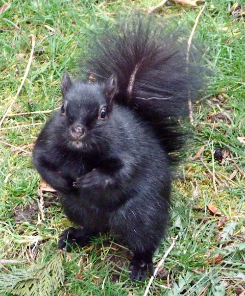 Melanistic gray squirrel | Project Noah