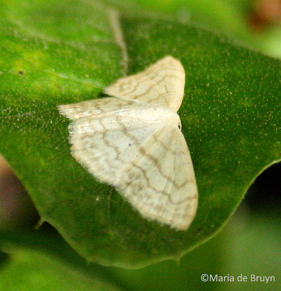 Large lace-border moth | Project Noah