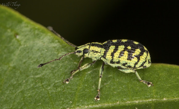 Green Weevil | Project Noah