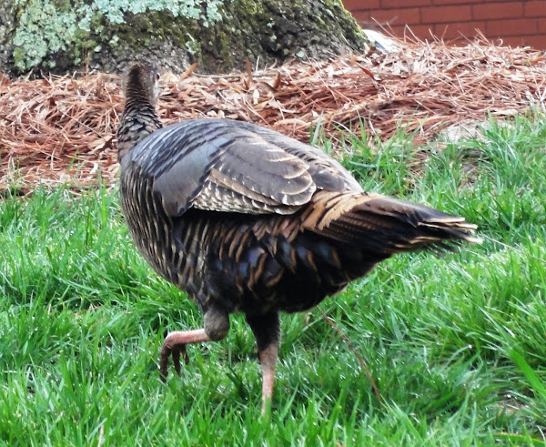 Wild Turkey (female) | Project Noah