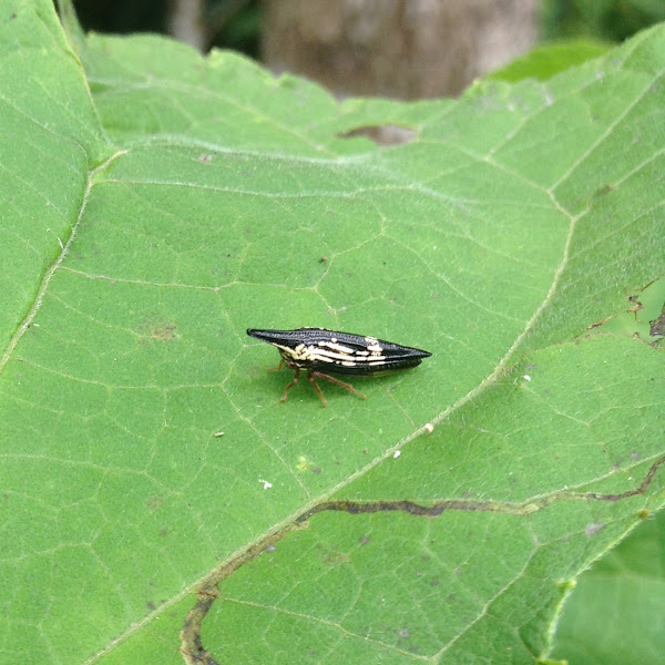 Membracid Treehopper | Project Noah