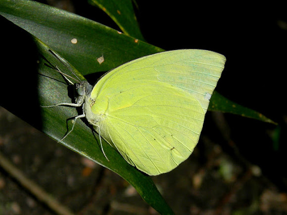 Pierid butterfly | Project Noah