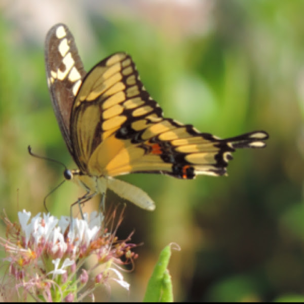 Eastern Giant Swallowtail | Project Noah