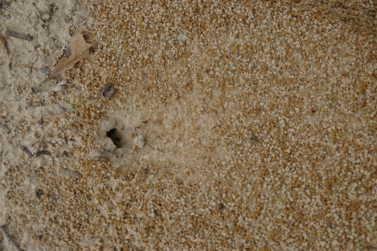 Red Ants | Project Noah