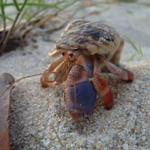 Western Caribbean Wildlife | Project Noah