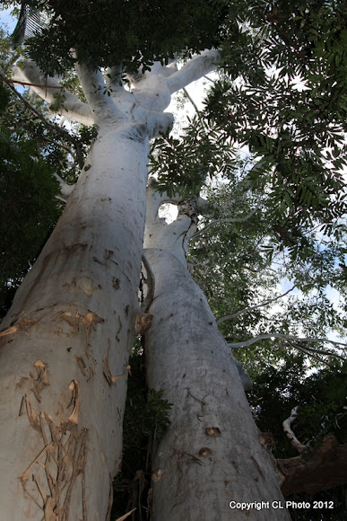 Flooded Gum Tree or Rose Gum Tree | Project Noah