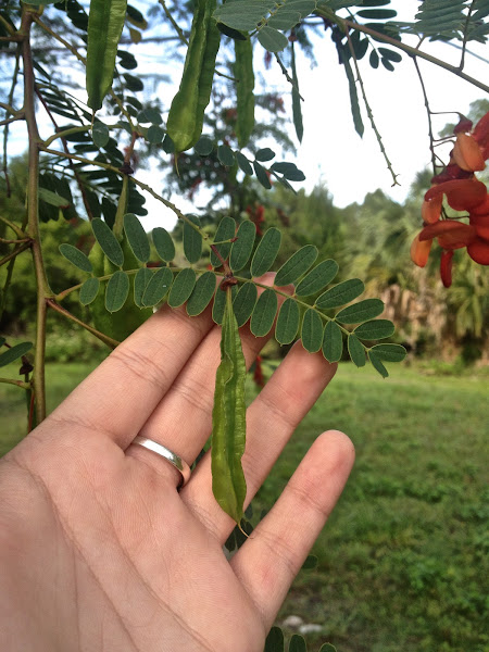 Rattlebox | Project Noah