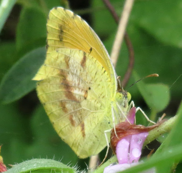 Sleepy orange butterfly | Project Noah