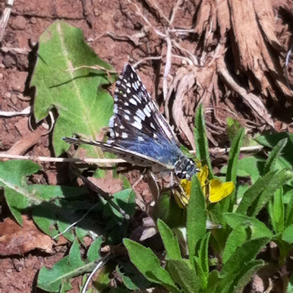 White checkered skipper | Project Noah