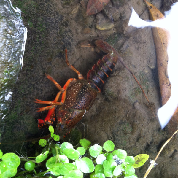 Red Swamp Crayfish | Project Noah