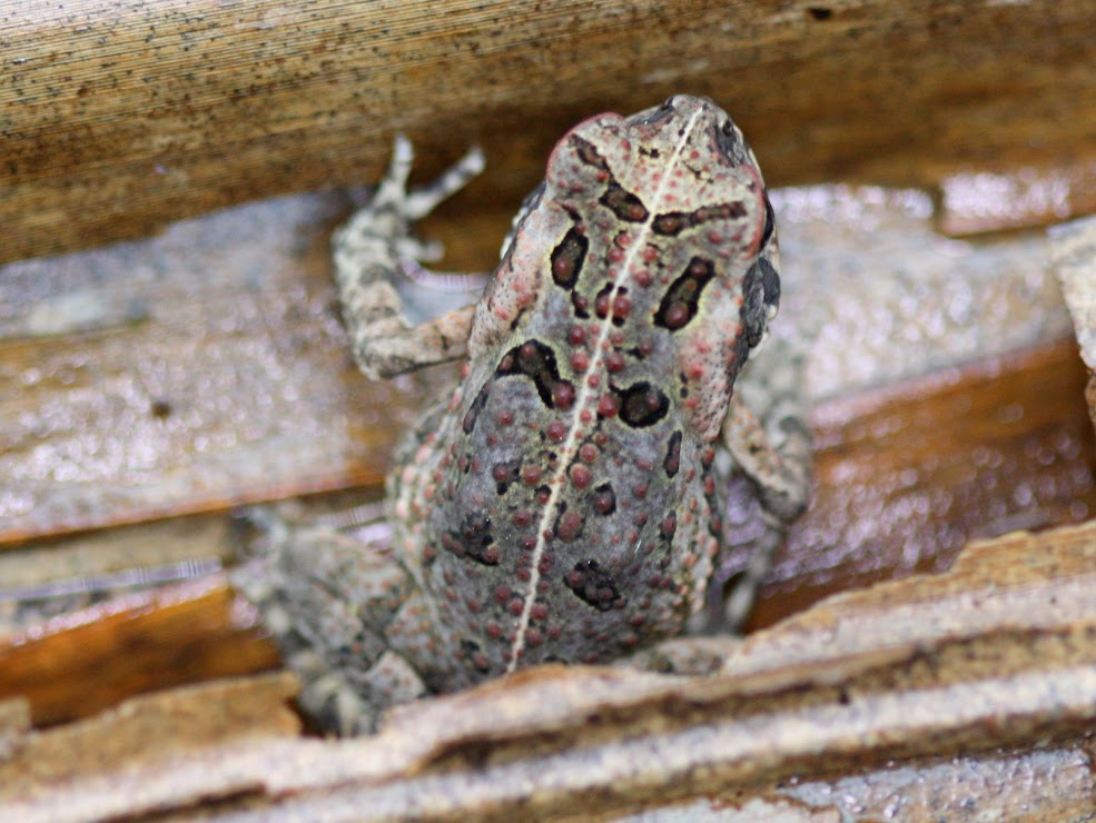 Young cane toad | Project Noah