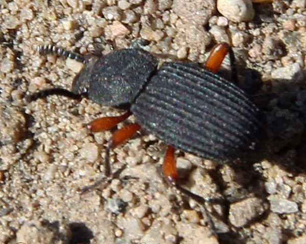 Darkling Beetle | Project Noah