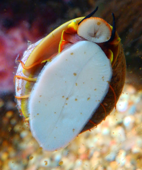 Wavy turban snail | Project Noah