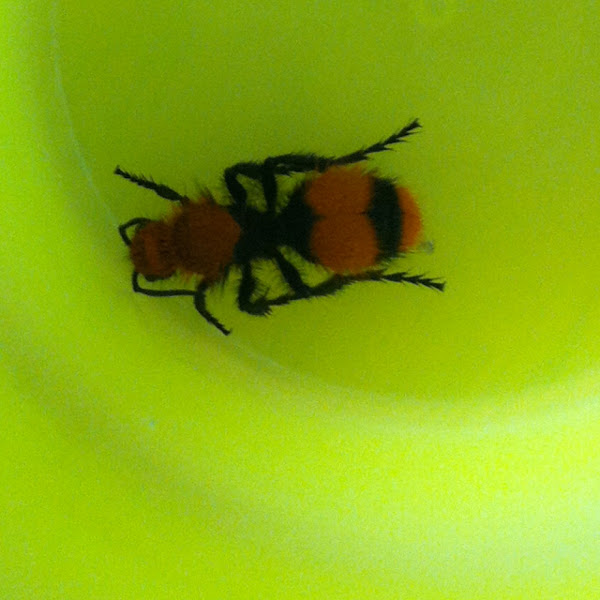 Eastern Velvet Ant (Cow Killer) | Project Noah