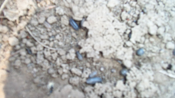 Pill Bugs | Project Noah