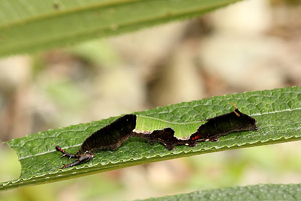 Popinjay | Project Noah