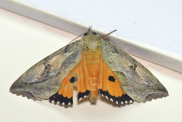 Dot Underwing | Project Noah