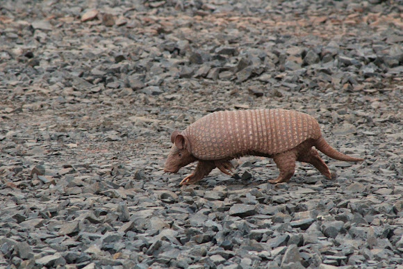 Six – banded Armadillo | Project Noah