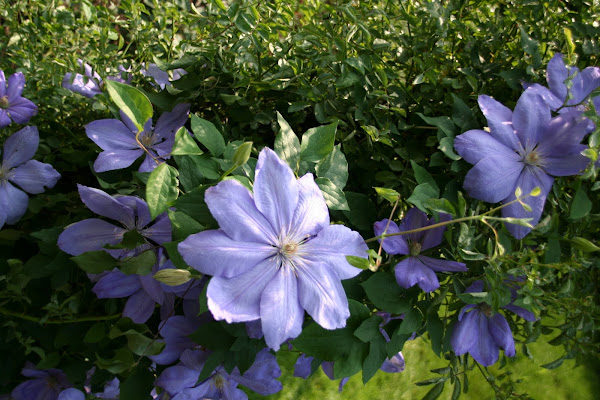 Ice Blue Clematis | Project Noah