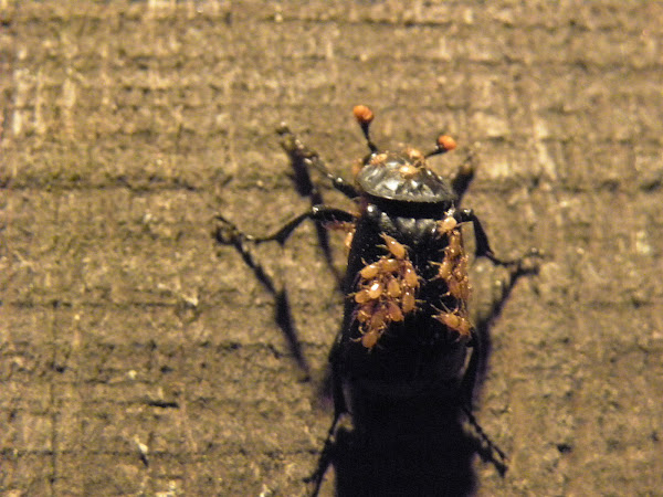 Nicrophous beetle with phoretic mites | Project Noah